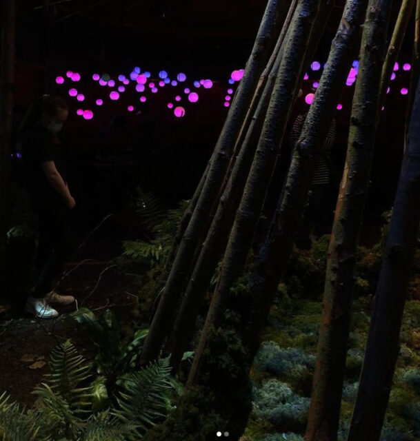 The Living Tree: Forest of Imagination - The Studio